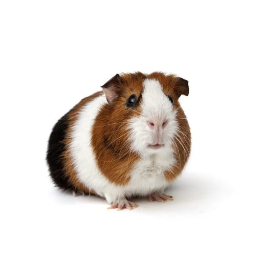 Tengerimalac – MyPet webáruház